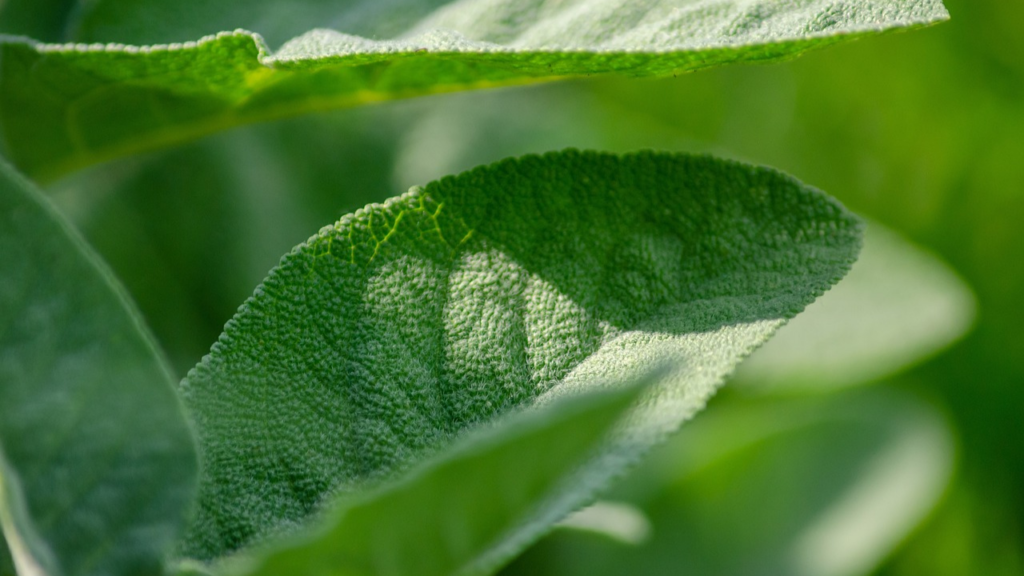 Sage Herb: Varieties and Health Benefits-The Medicinal Plants