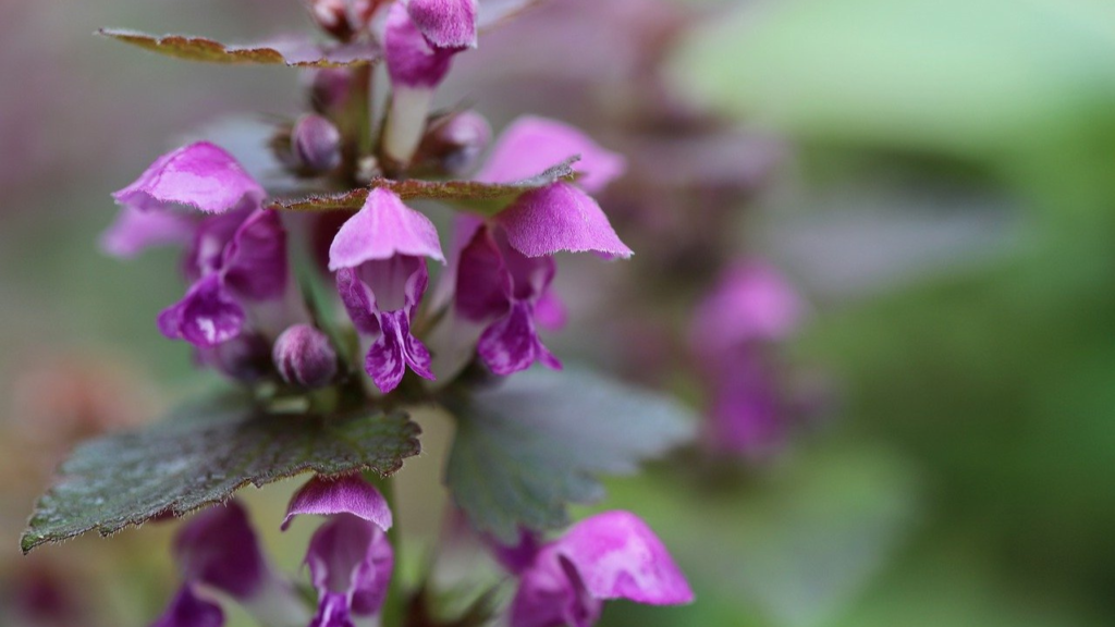Nutritional Profile of Nettle : its Health Benefits, Precautions and ...