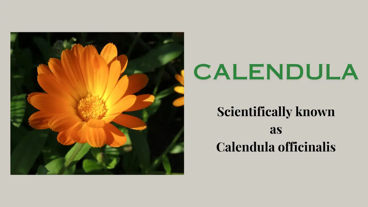 Calendula: Properties, Medicinal Benefits, and Side Effects - The ...