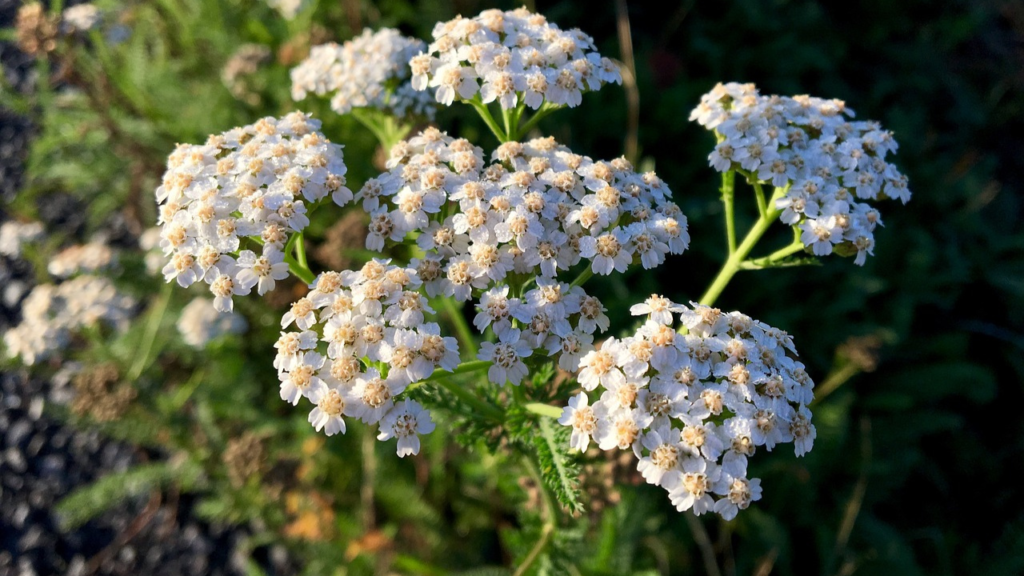 Yarrow Plant: Introduction, Uses, and Side Effects - The Medicinal Plants