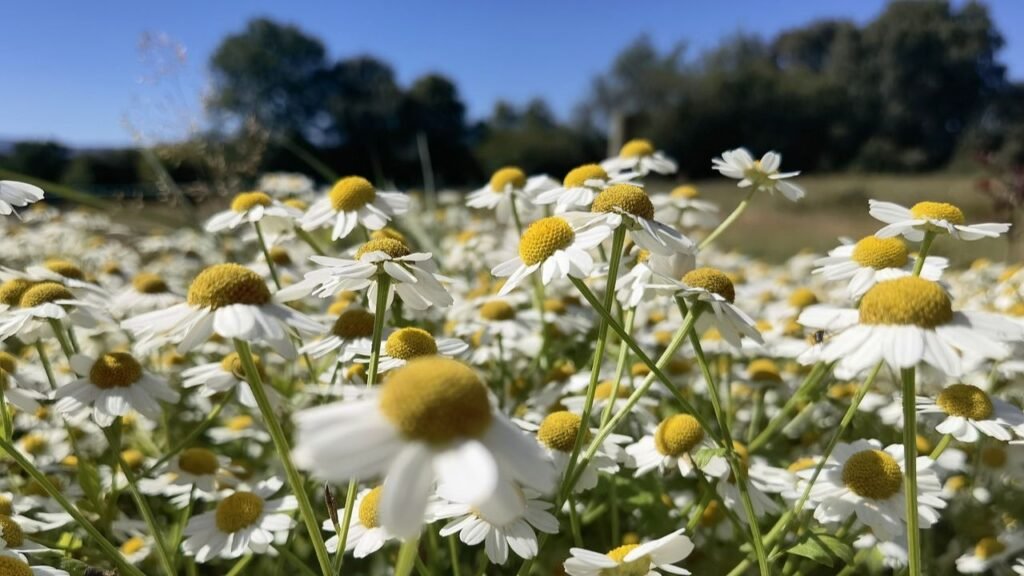 Feverfew plant: Health Benefits, Usage and Side Effect - The Medicinal ...
