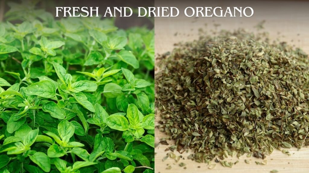 Oregano: Culinary Delights and Health Benefits - The Medicinal Plants