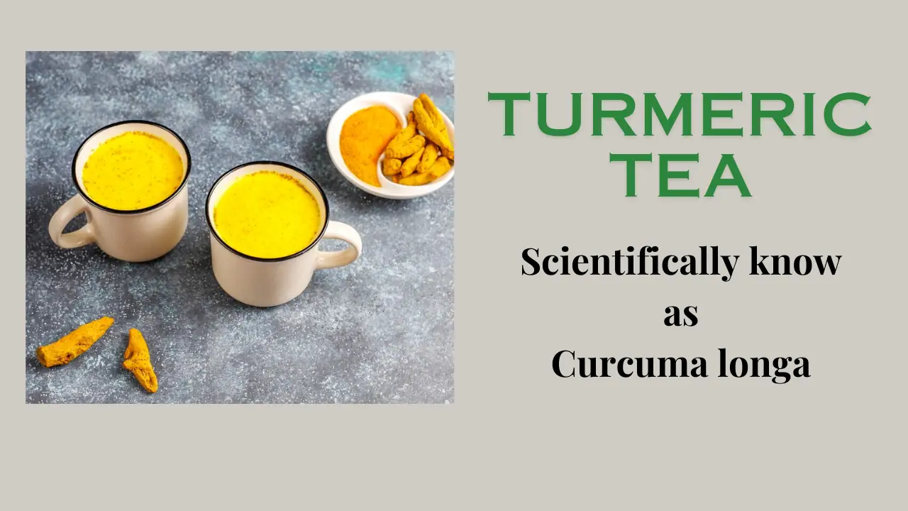 Turmeric tea: Health Benefits and Preparation - The Medicinal Plants