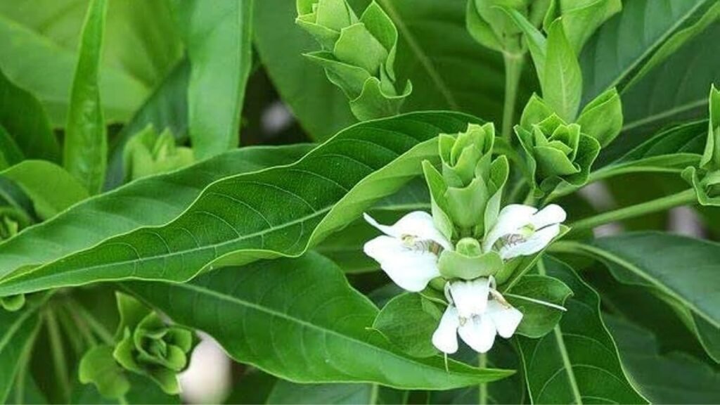 Malabar Nut: Habit, Habitat, Properties, Uses - The Medicinal Plants