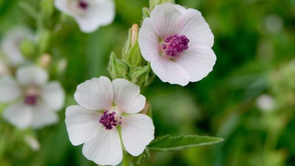 Guide to Buy Marshmallow Plant for sale - The Medicinal Plants