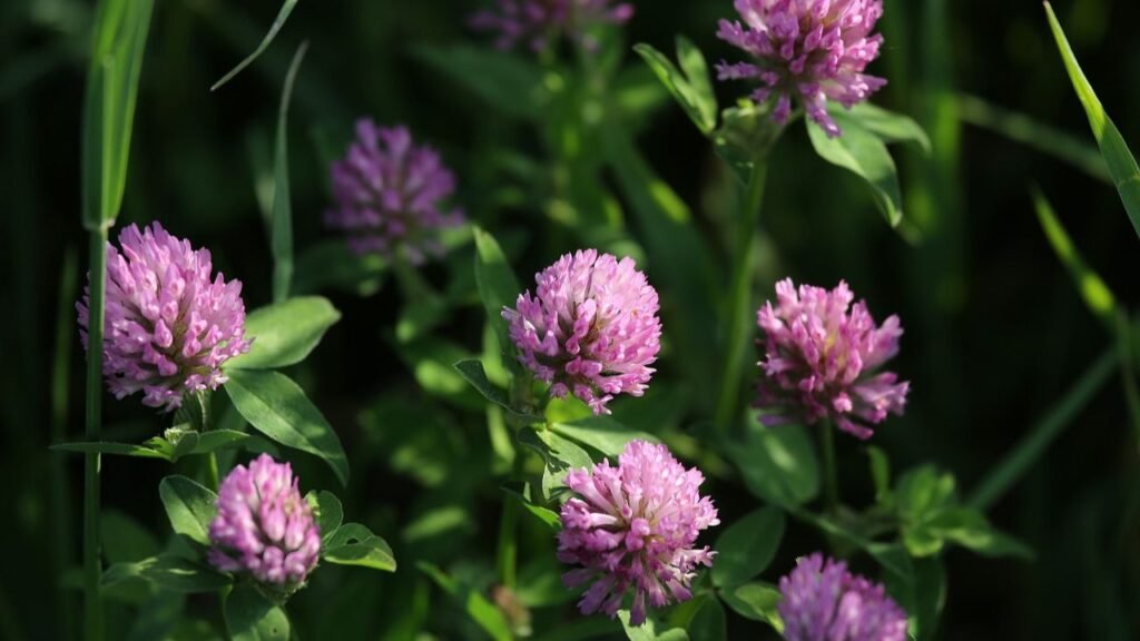 Health Benefits of Red Clover: Nutritional Profile and Side Effects ...