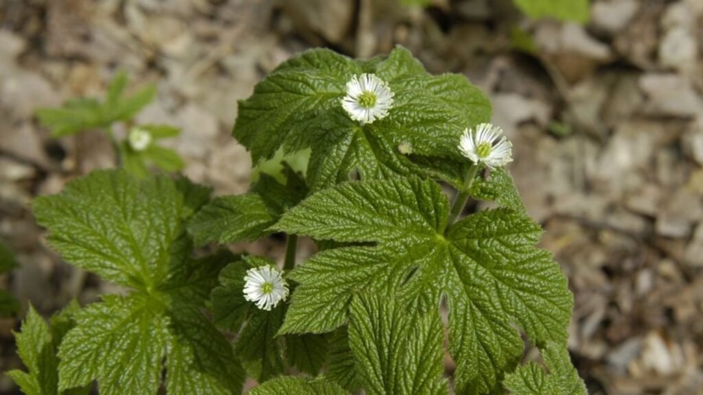 How to plant and grow Goldenseal Plants - The Medicinal Plants