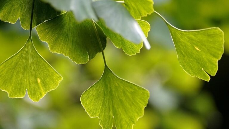 Ginkgo biloba: Common name, habitat, Properties - The Medicinal Plants