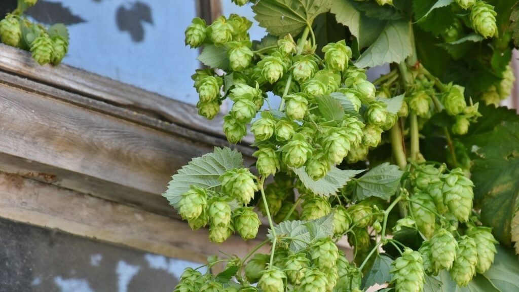Hops: Scientific Name, Habitat, Health Benefits - The Medicinal Plants