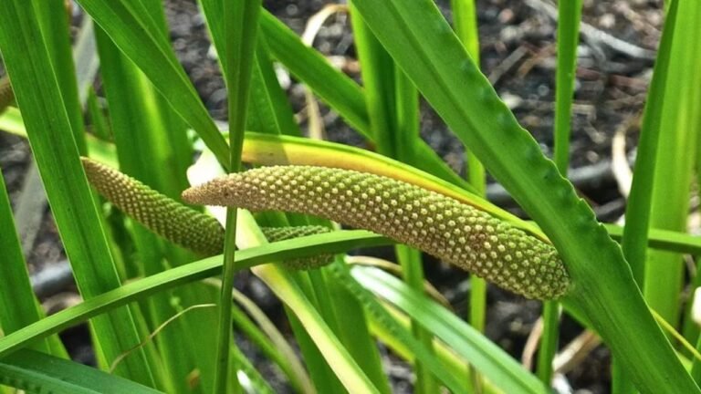 Calamus: scientific name, properties, habitat - The Medicinal Plants