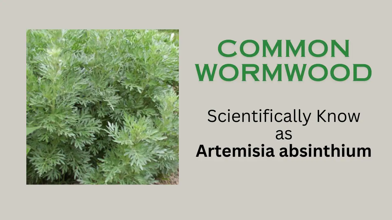 Common Wormwood: Scientific Name, Habitat, Health Benefits - The ...