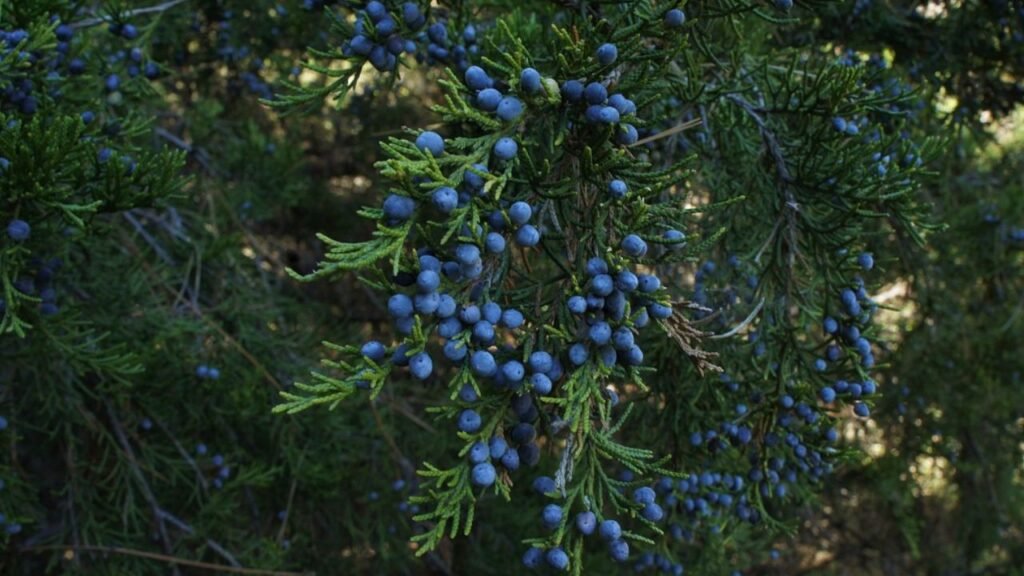 Juniper Plant: Scientific name, family, properties - The Medicinal Plants