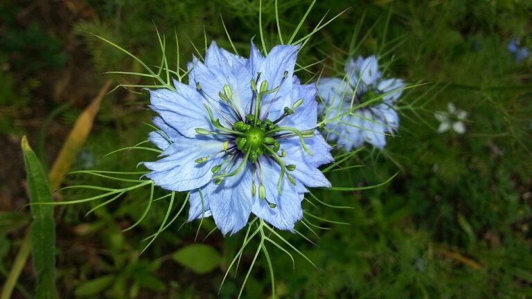 How to grow Nigella sativa at home: easy guide - The Medicinal Plants