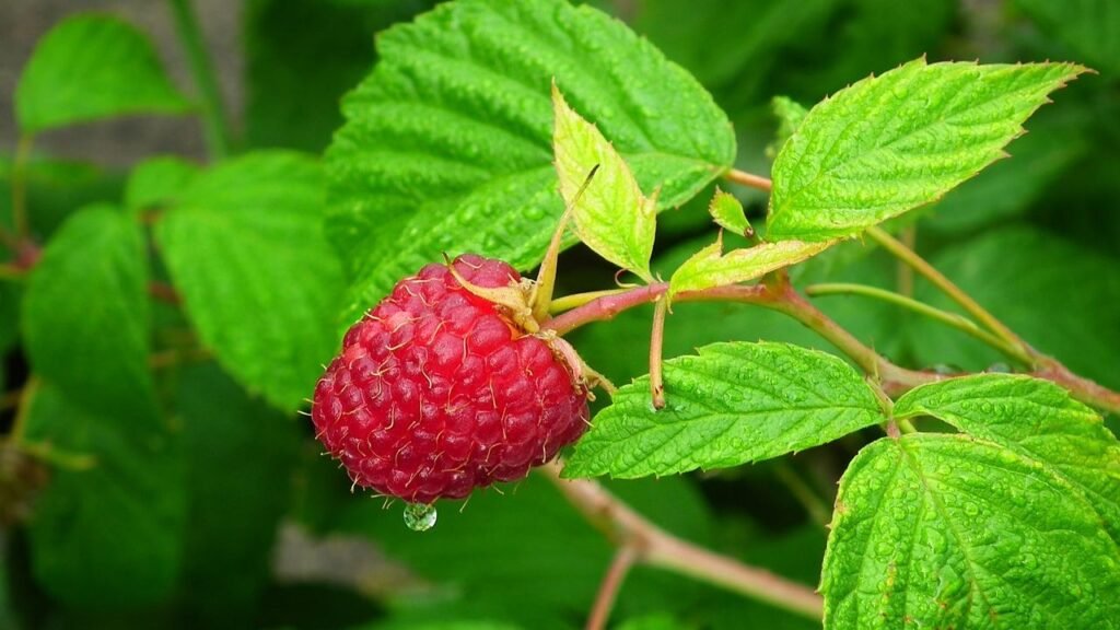 Raspberry leaf: scientific name, habit and habitat - The Medicinal Plants