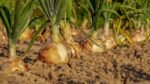 Allium cepa (Onion): Plant Overview - The Medicinal Plants