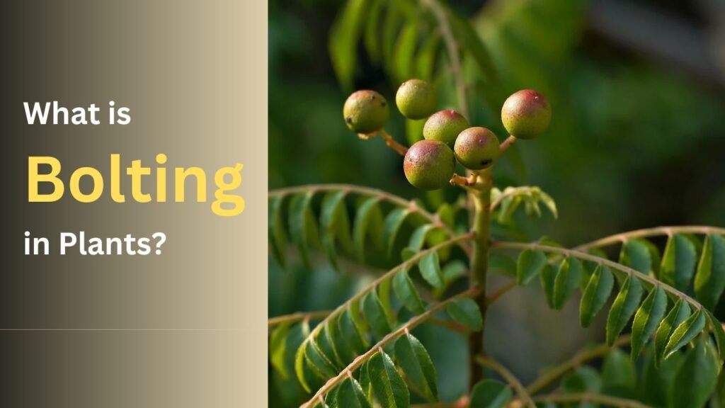 What is Bolting in Plants?| meaning, effect - The Medicinal Plants