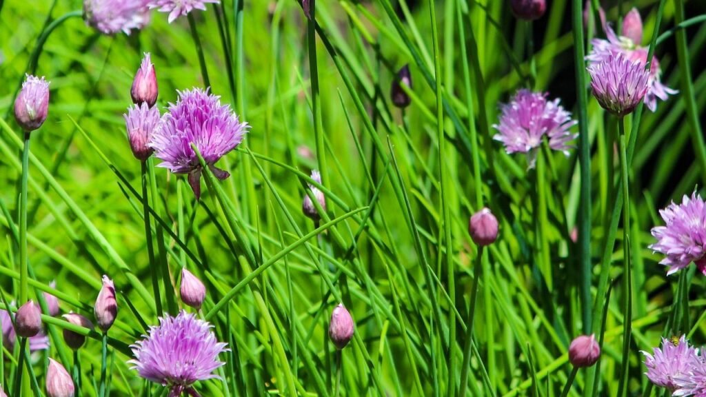 How to Grow Chives at Home – Step-by-Step Guide - The Medicinal Plants