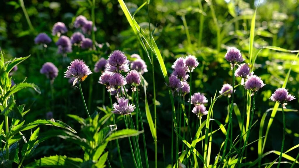Chives (Allium schoenoprasum)- Plant overview and floral formula - The ...