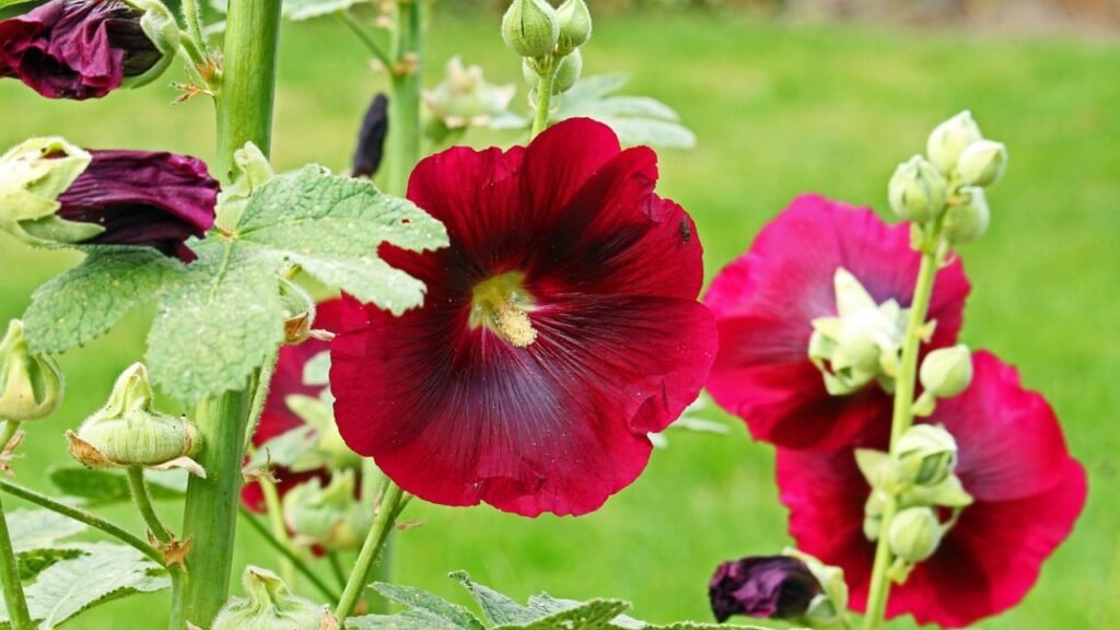 Hollyhock (Alcea rosea): Plant overview and floral formula - The ...