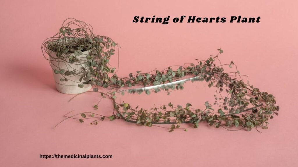 Hanging plant-String of Hearts: Floral formula - The Medicinal Plants